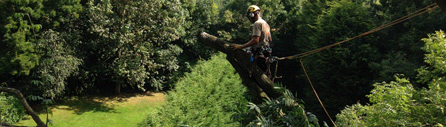 Tree Surgeons in Essex - Carringtons Tree Surgery